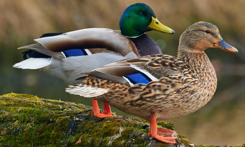 Best Duck Recipes - Sourdough and Mor